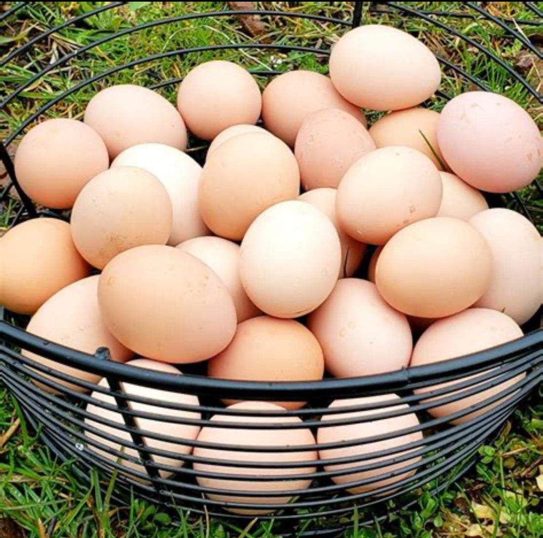Eggs – Stars Farm Egypt