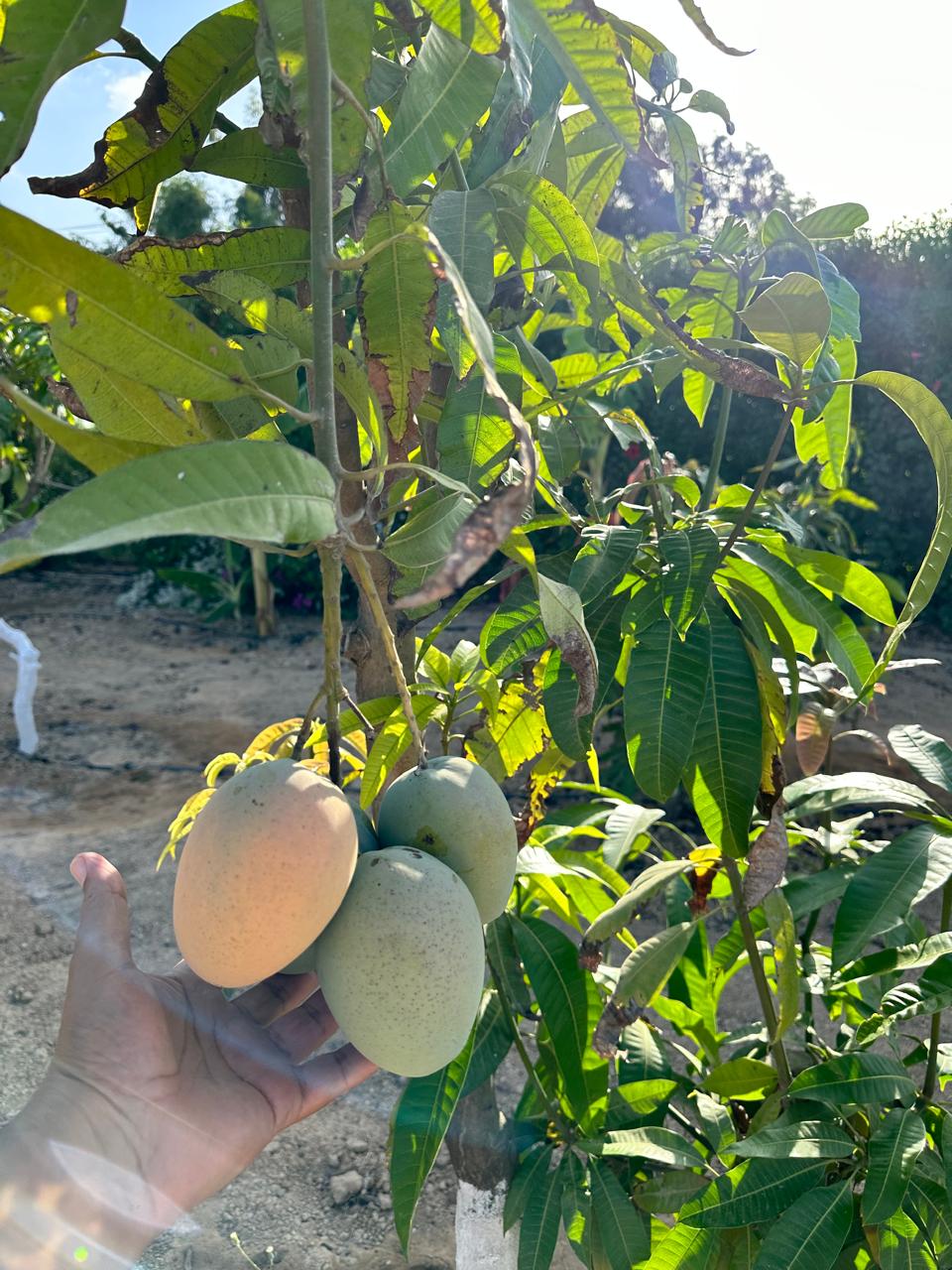 Mango – Stars Farm Egypt